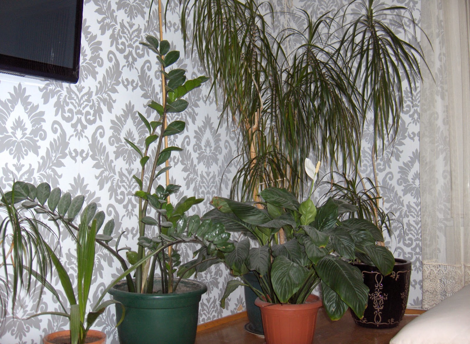 Lempeät tuulet: Omat viherkasvit